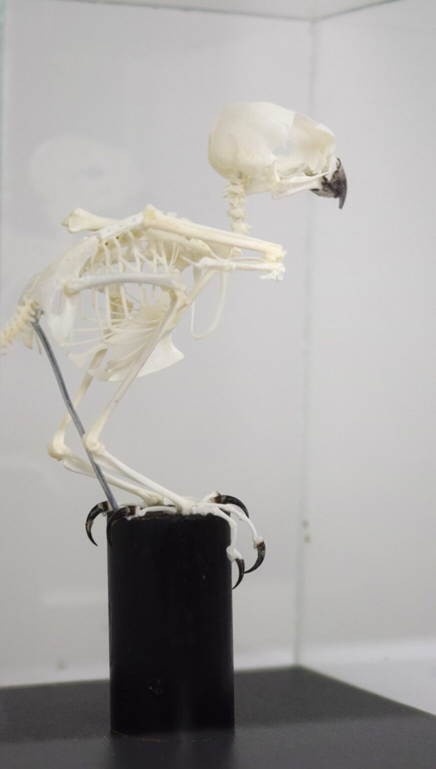 Skeleton African Pygmy Falcon - Bespoke Taxidermy