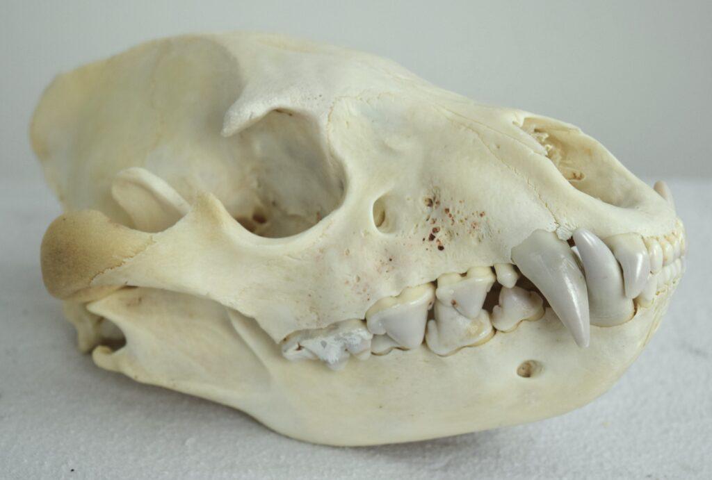 Skull Striped Hyena - Bespoke Taxidermy