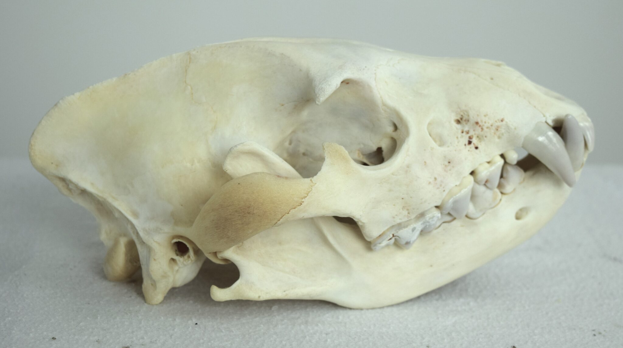 Skull Striped Hyena - Bespoke Taxidermy