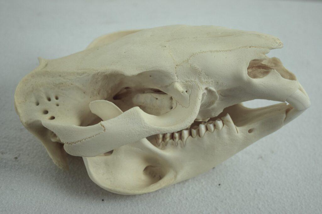 Skull Australian Common Wombat - Bespoke Taxidermy