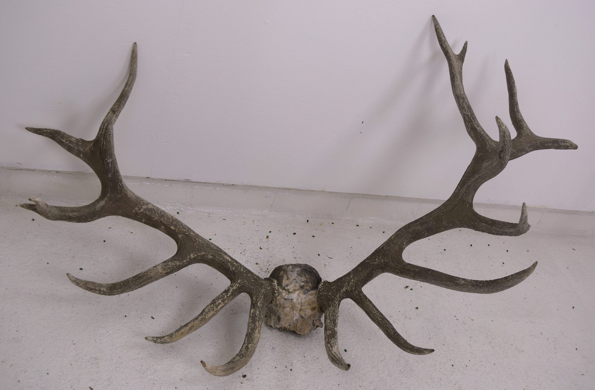 Extinct Bespoke Taxidermy