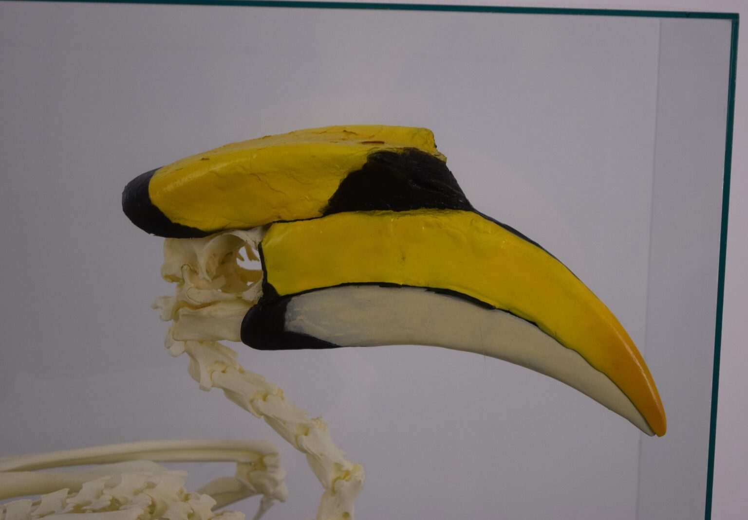 Skeleton Great Hornbill - Bespoke Taxidermy
