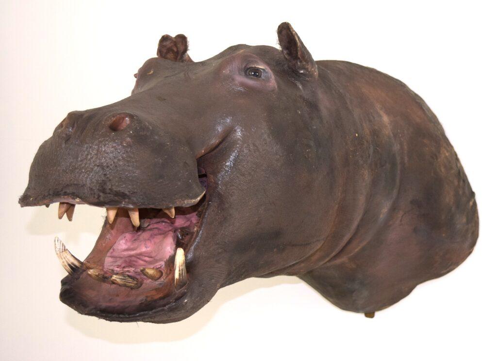 Taxidermy Head Mount Pygmy Hippopotamus - Bespoke Taxidermy